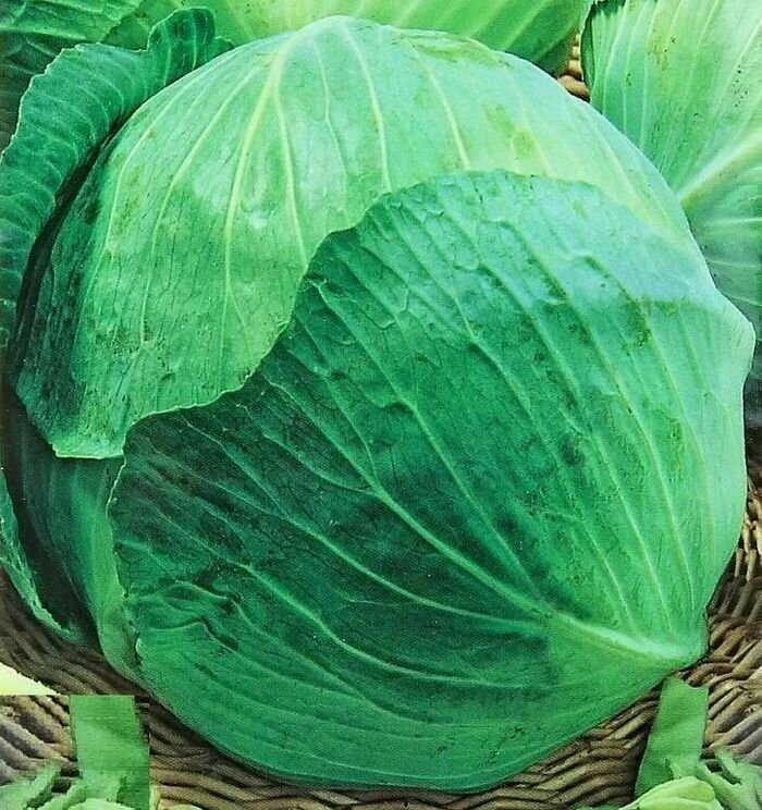 Коллекционные семена капусты б/к Судья 146