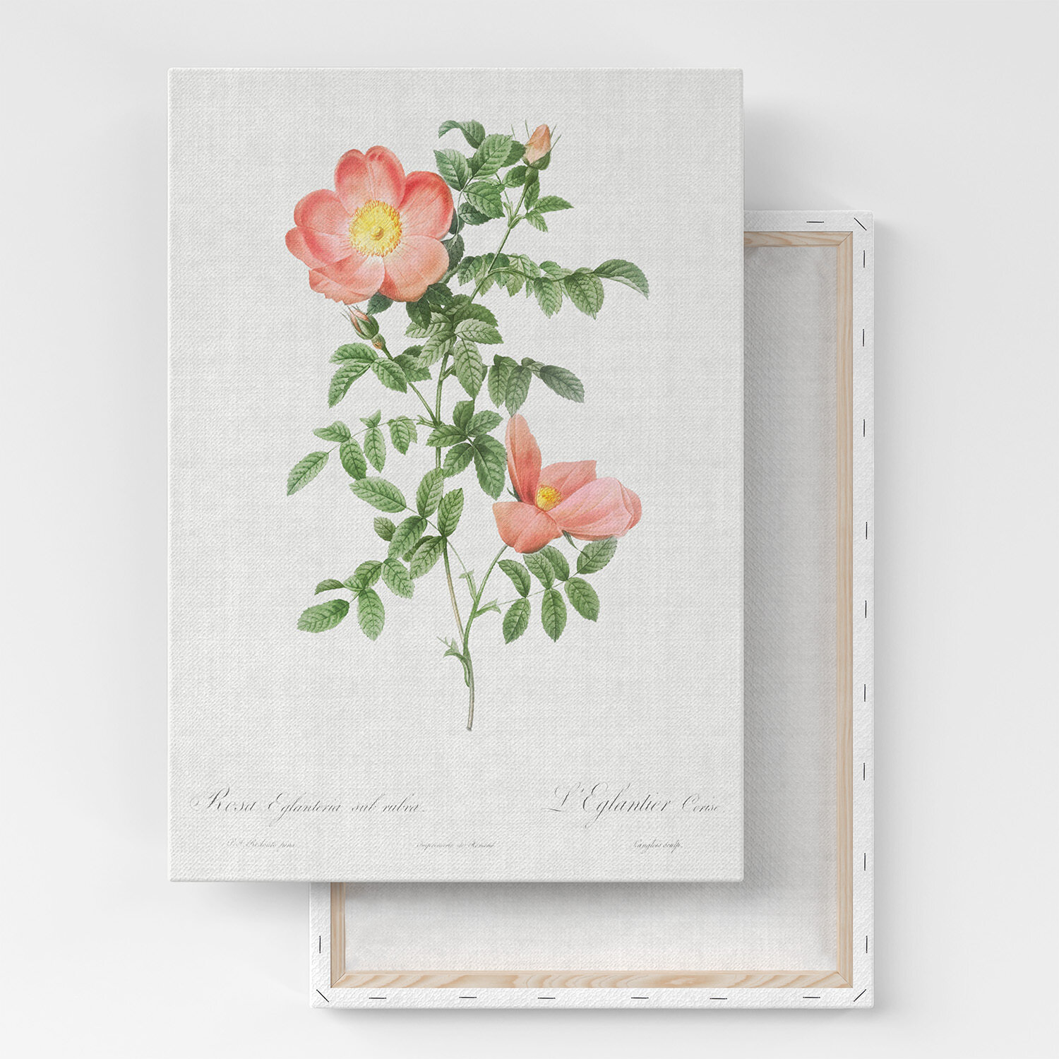 Картина на холсте, репродукция / Пьер-Жозеф Редуте - Red sweet brier / Размер 40 x 53 см