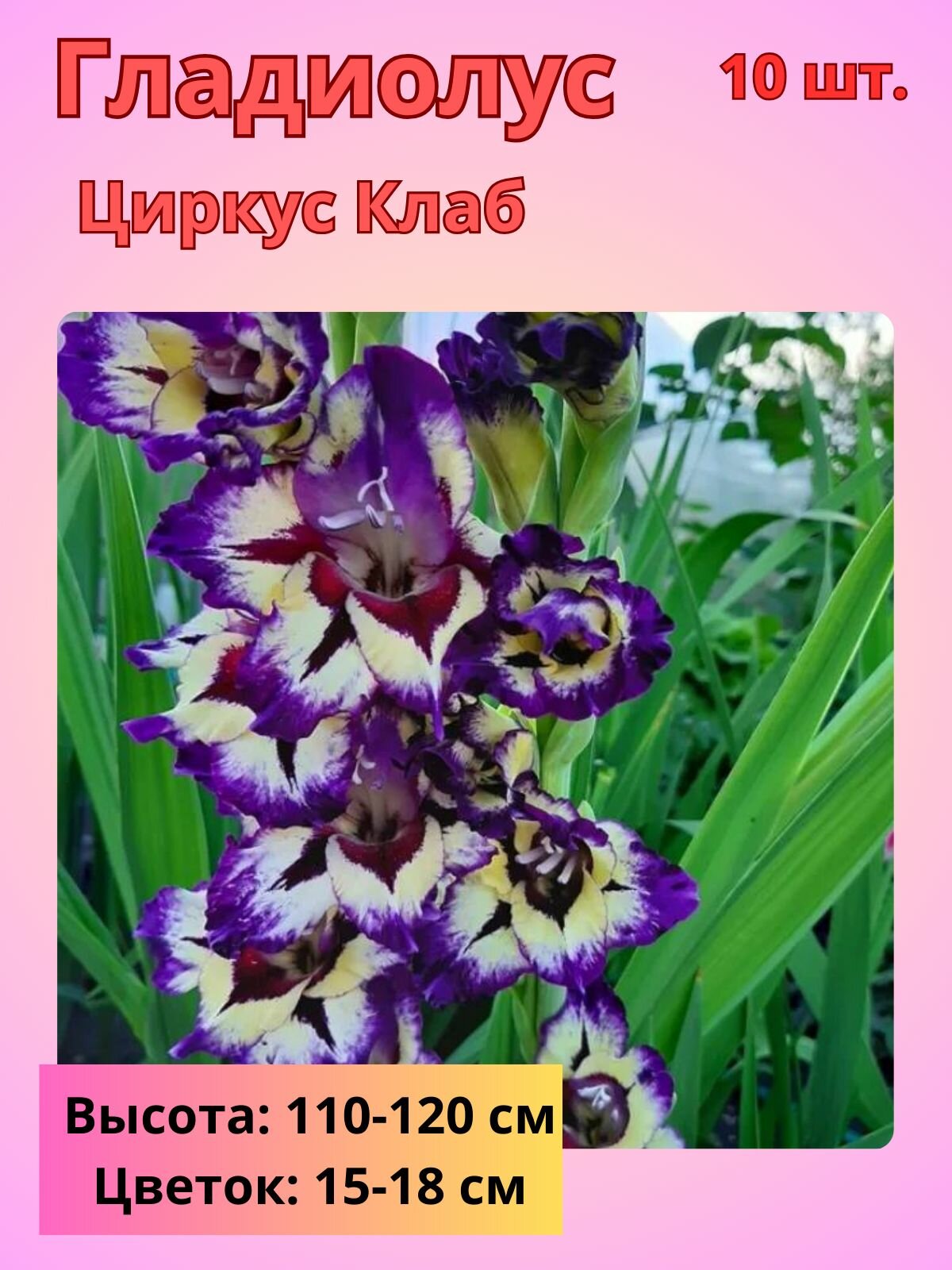 Гладиолус крупноцветковый, луковицы Гладиолуса 10 шт