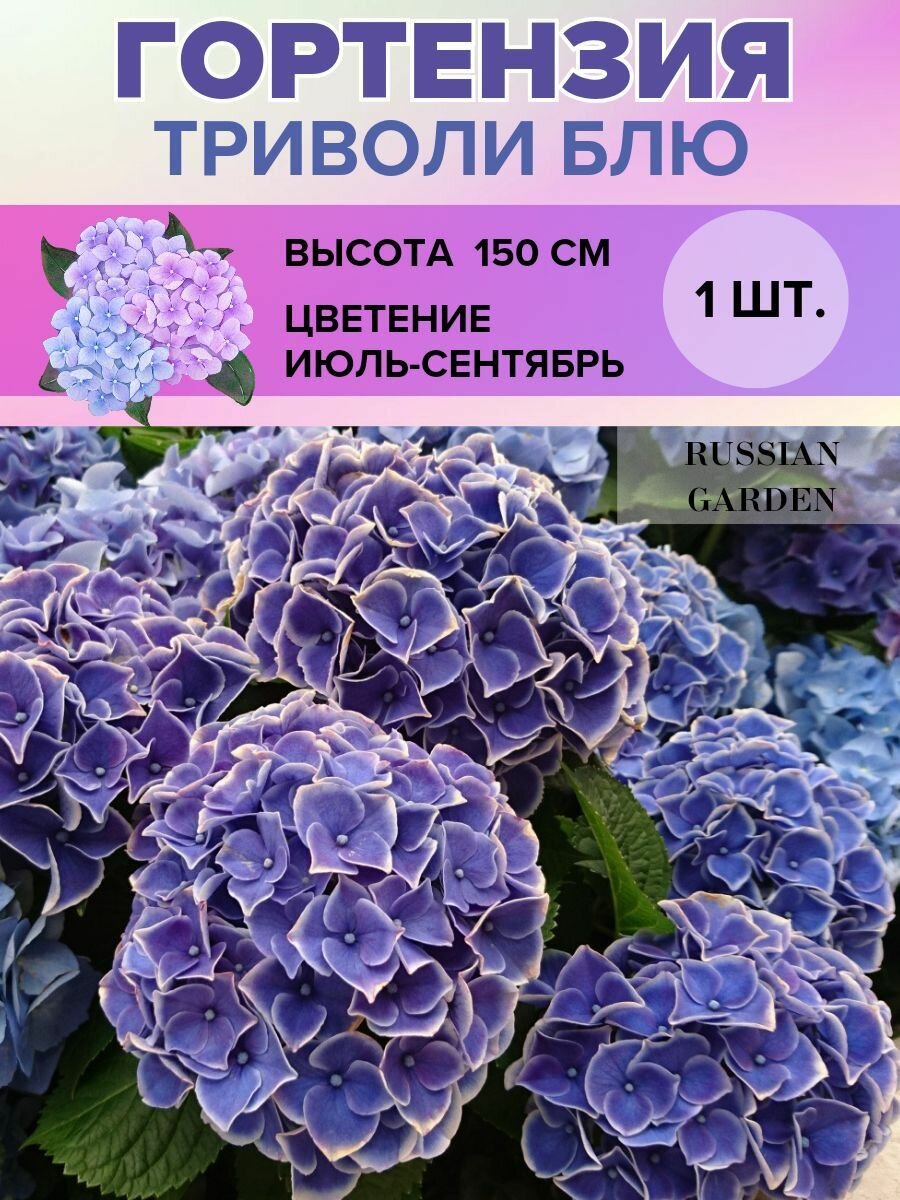 Гортензия метельчатая; гортензия цветок