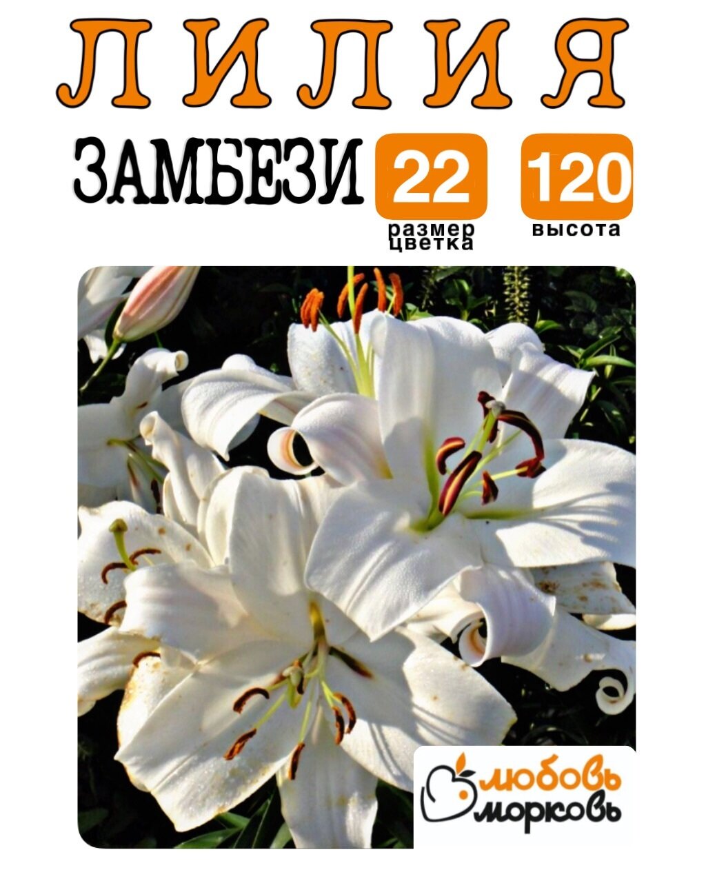 Лилия Луковица, Замбези, восточная, разбор 22/24, 1 шт