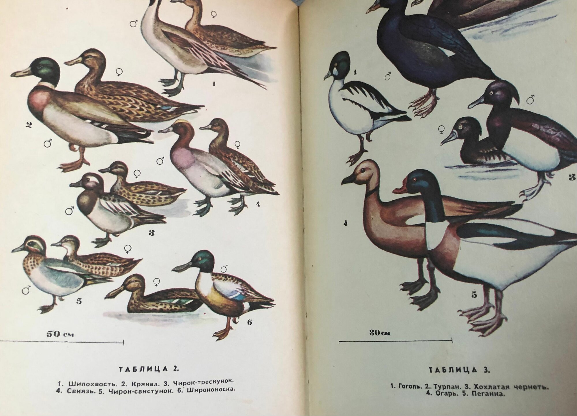 Птицы Алтая — фото 1