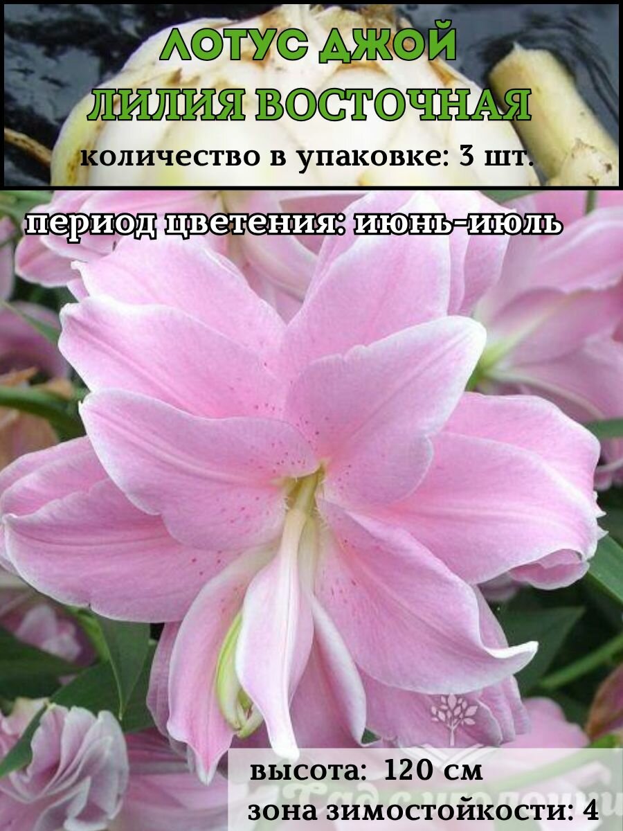 Лилия розелили Мэджик Стар, луковицы 3 штуки
