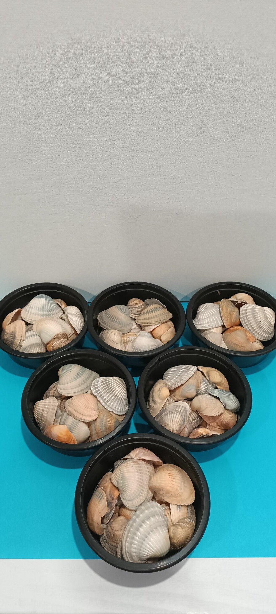 Ракушки отборные каспийские (пёстрые)