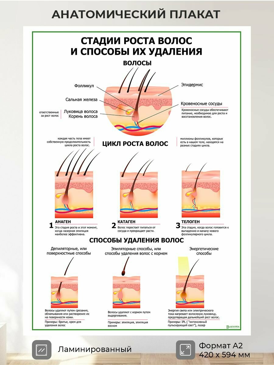 Обучающий медицинский плакат ламинированный формат А2 Стадии роста волос