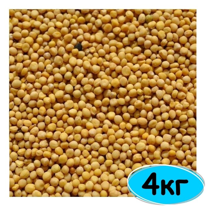 Горчичное семя желтое, зерна горчицы, Вегетарианский продукт, Vegan 4000 гр, 4 кг