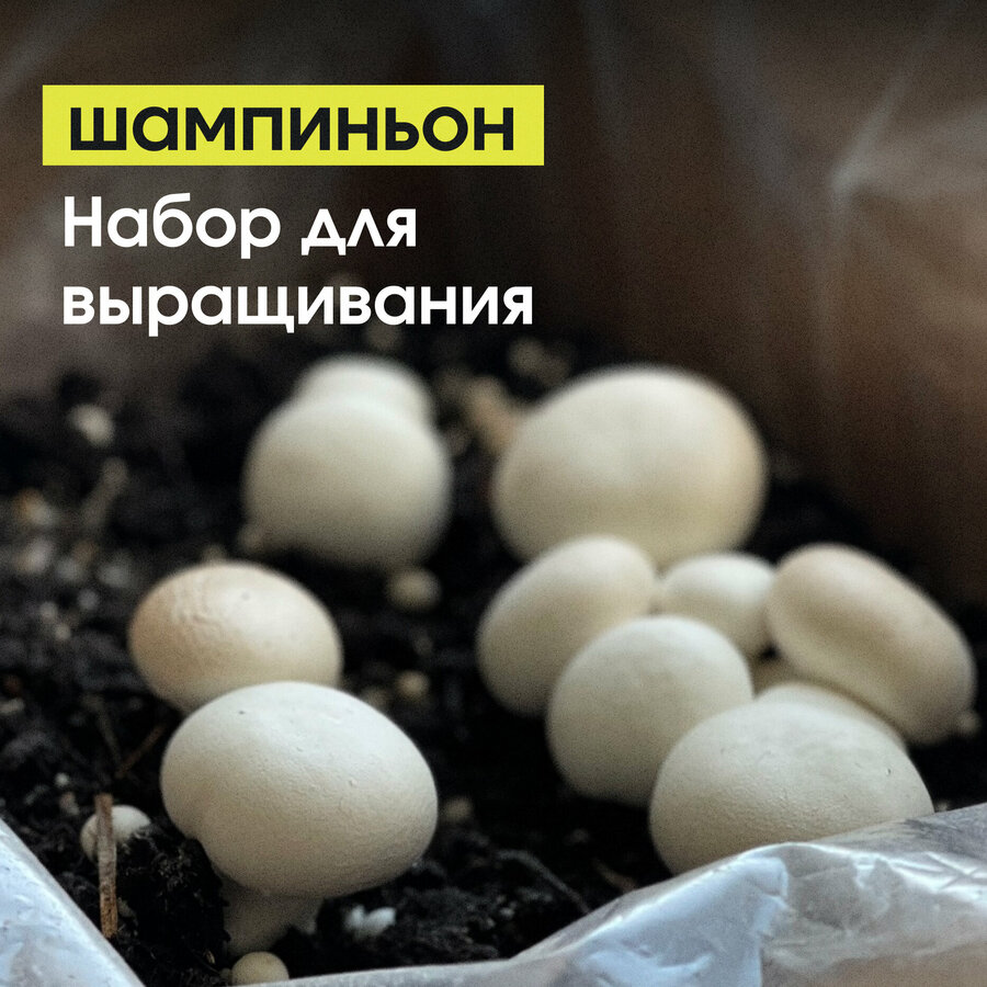Шампиньоны свежие цена за 1 кг в москве — купить по низкой цене на ...