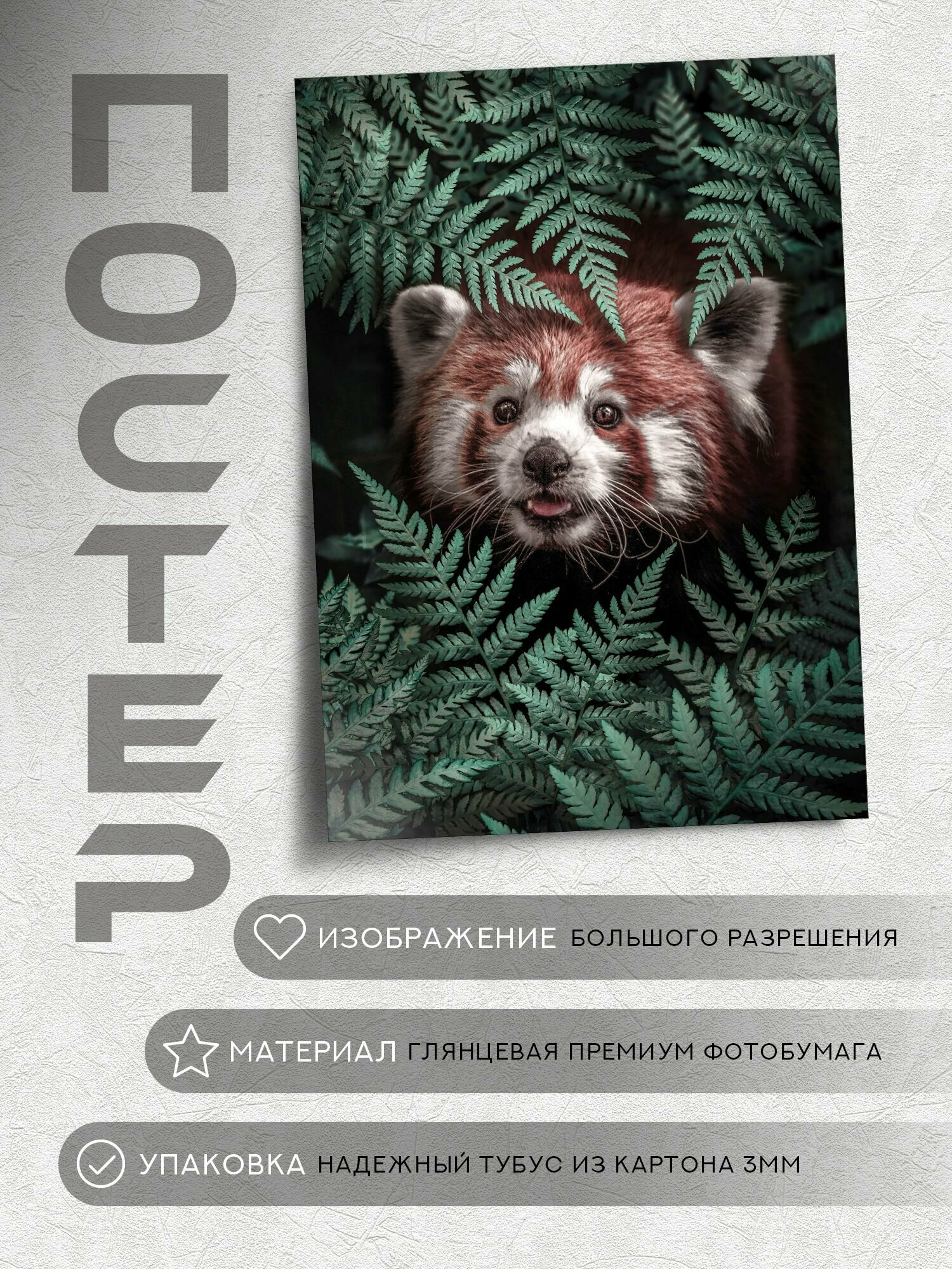 Постер красная панда, на А5 — фото 1