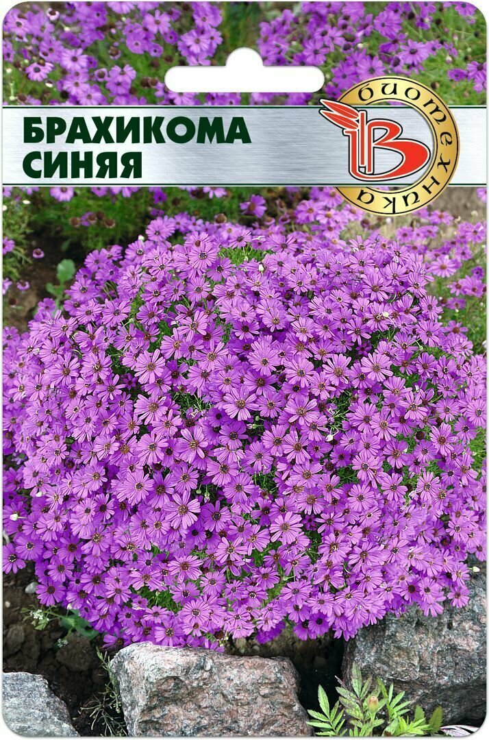 Цветы Брахикома Синяя (Семена биотехника 200шт)