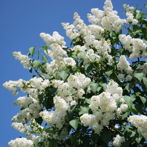 Сирень обыкновенная Мадам Флорен Степман (1 саженец в горшке Р9), Нидерланды