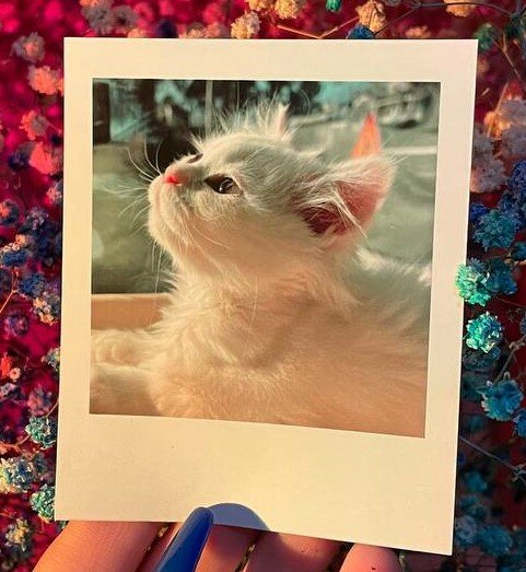 Фотокарточки в наборе Polaroid Rokveller Photo2
