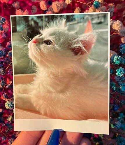 Фотокарточки в наборе Polaroid Maxi Rokveller Photo4