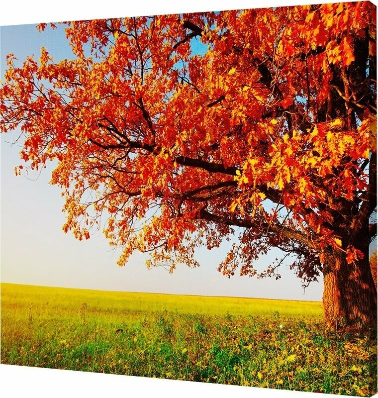 Картина на холсте Осений дуб, 80х100 см