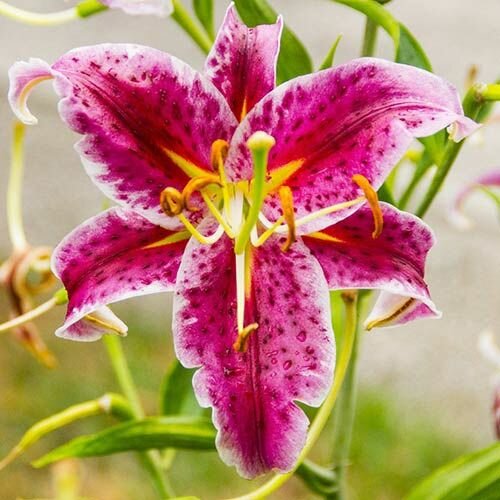 Лилия восточная Старгейзер; Луковица, 2 шт.