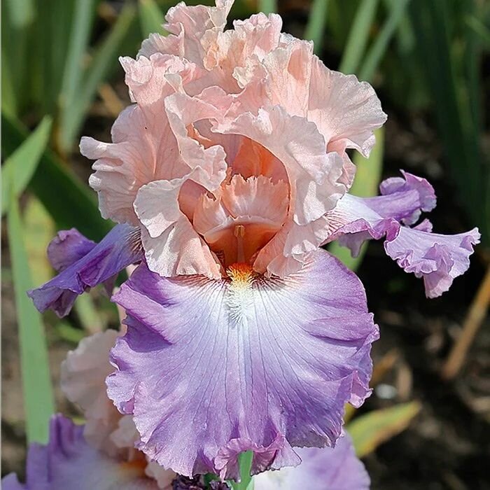 Ирис бородатый Поэм оф Экстази луковицы, клубни, корни цветов