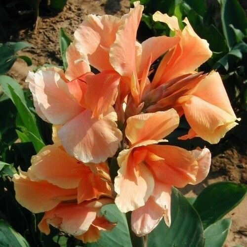 Канна Tropical Sunrise 1 шт. луковицы, клубни, корни цветов