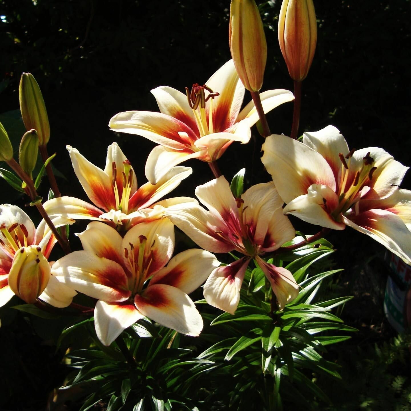 Лилия азиатская Тинос луковицы, клубни, корни цветов