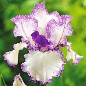 Ирис германский Блю Стаккато луковицы, клубни, корни цветов