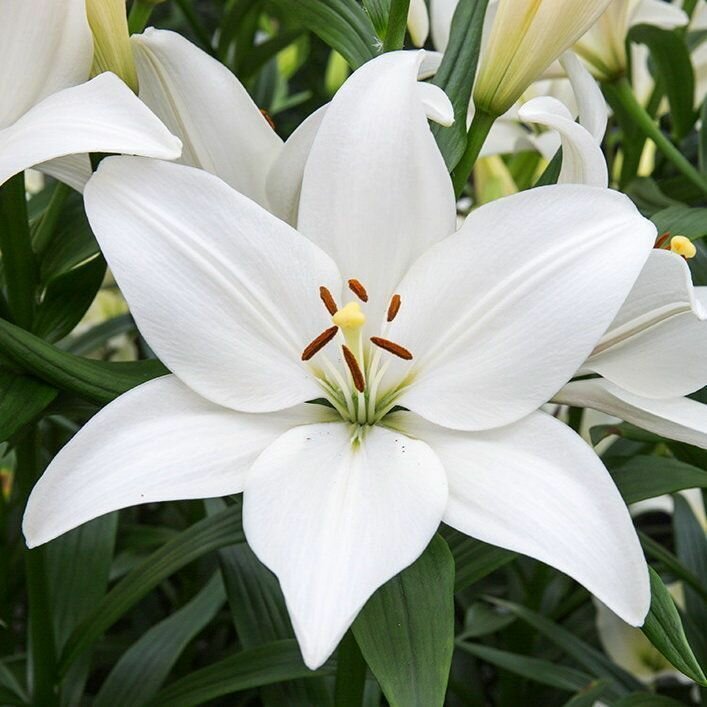 Лилия Брайт Диамонд 10 шт луковицы, клубни, корни цветов