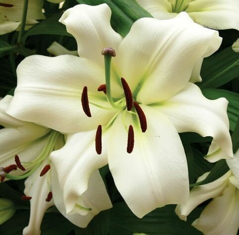 Лилия Претти Вумен 1 шт