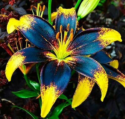 Лилия Лайон Харт 1 шт