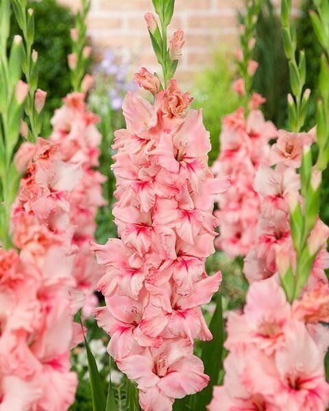 Гладиолус Адреналин 1шт