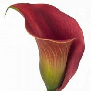 Калла Амбон 1шт