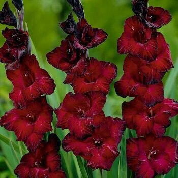 Гладиолус Блэк Джек 1 шт