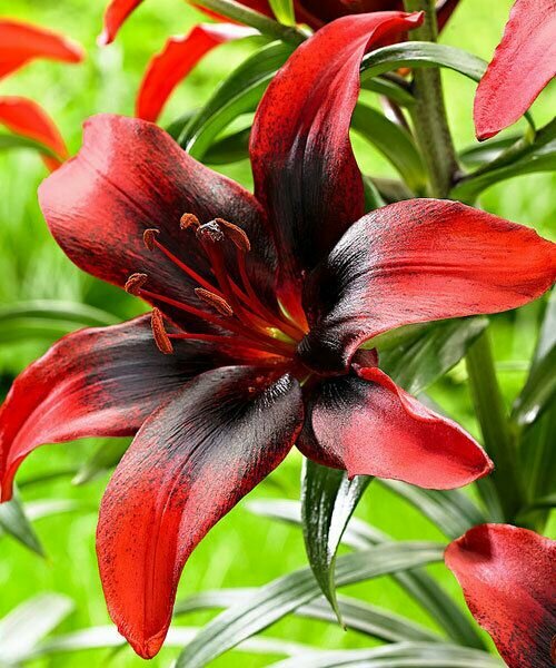 Лилия Лондон Харт 1 шт