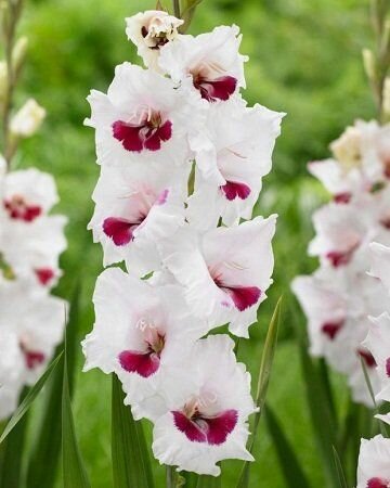 Гладиолус Фиорентина 1 шт