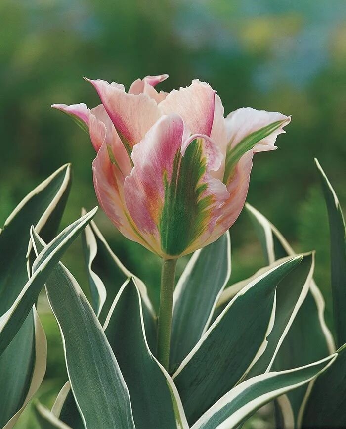 Тюльпан Чайна Таун 5 шт.