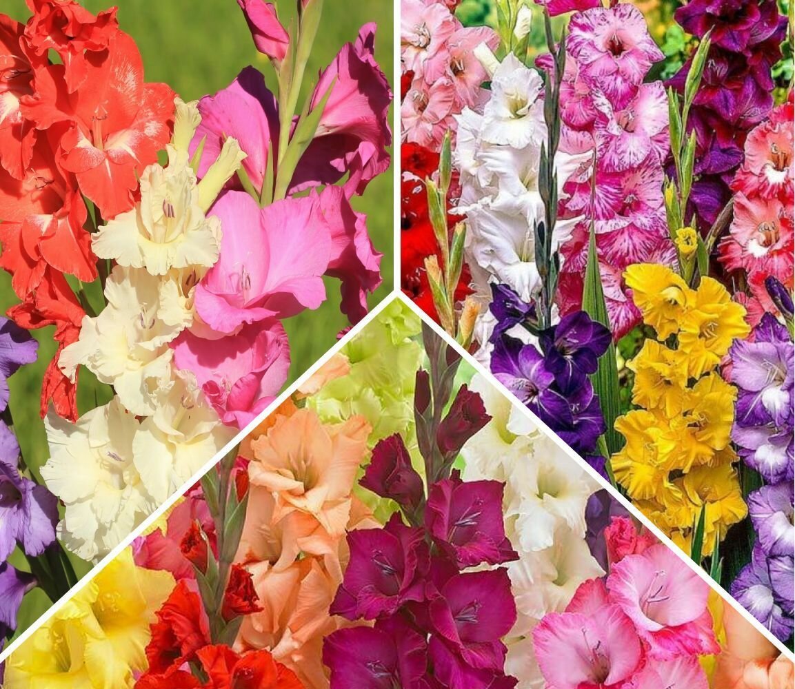 Комплект гладиолусов Три желания