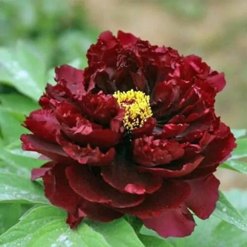 Пион Черная Пантера 1 шт