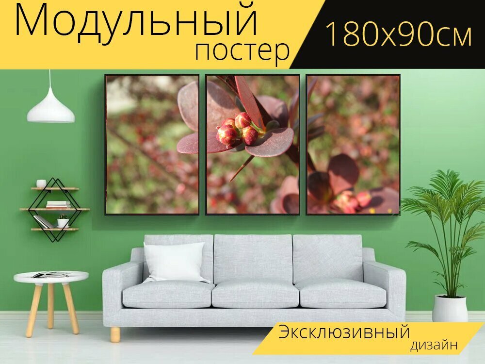 Модульный постер "Берберис, барбарис, соцветие" 180 x 90 см. для интерьера