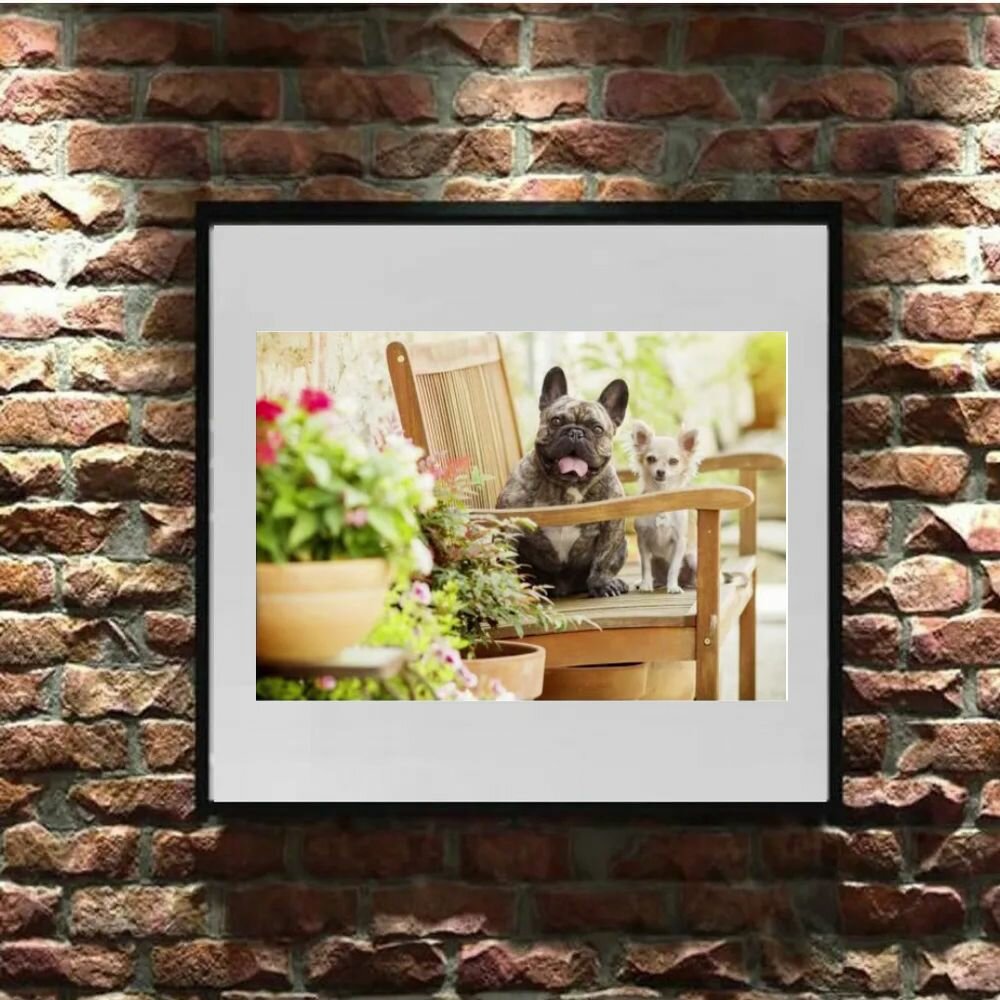 Постер "Чихуахуа и французский бульдог" Cool Eshe из коллекции "Природа", плакат А4