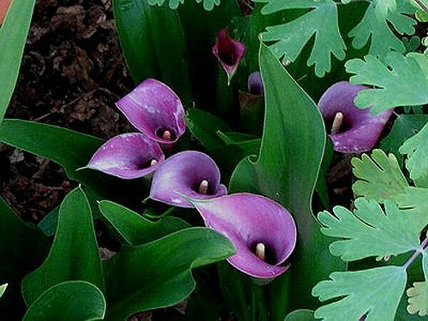 Калла Кэптин Романс 1шт