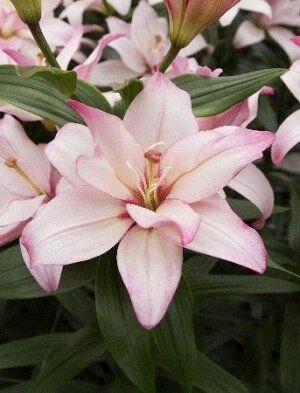 Лилия азиатская махровая Бентли