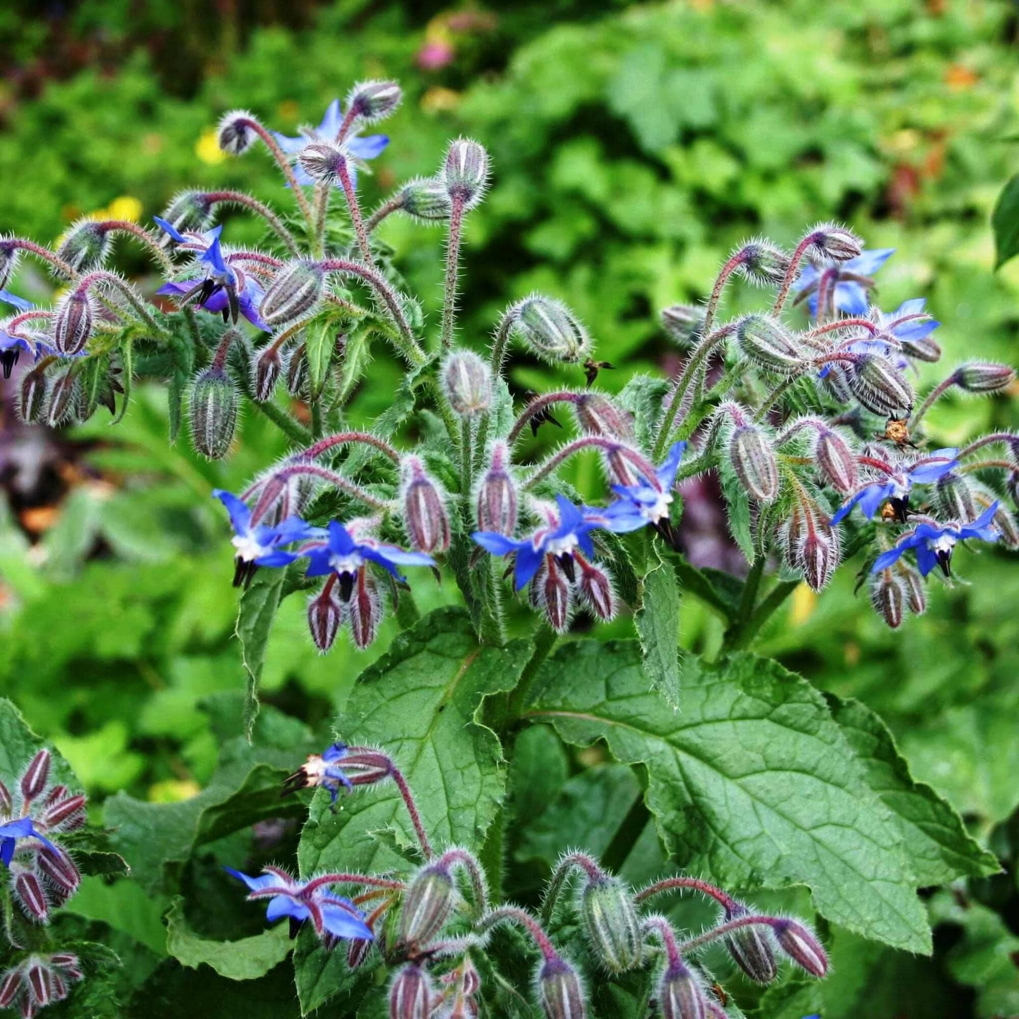 Бораго (Огуречная трава) Гном(А) (ЦВ) 0,5гр. (0,5 гр), Гавриш, Россия