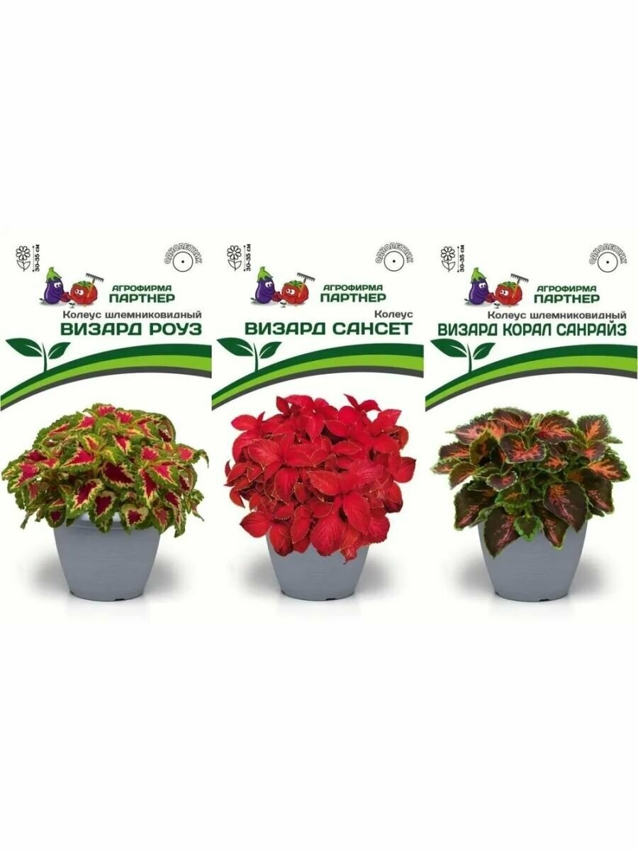 Колеус визард Роуз + Сансет + Корал Санрайз, по 10 семян