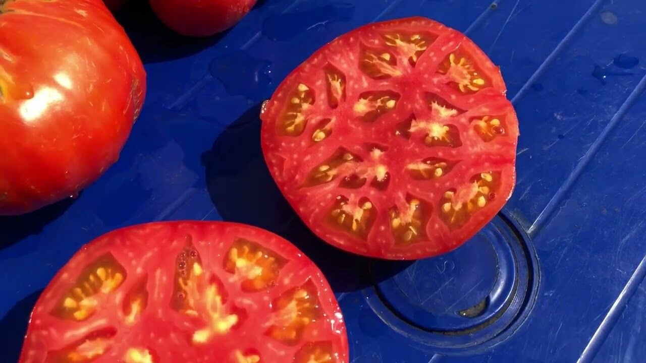 Коллекционные семена томата Берег Святого Андре