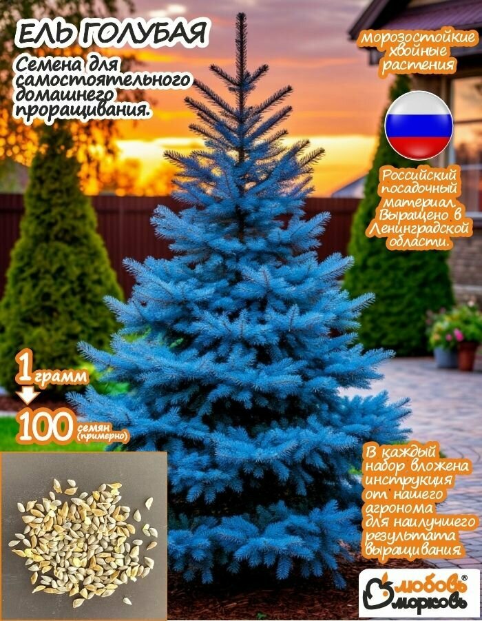 Семена, Ели Голубой , 1 грамм (100 семян)