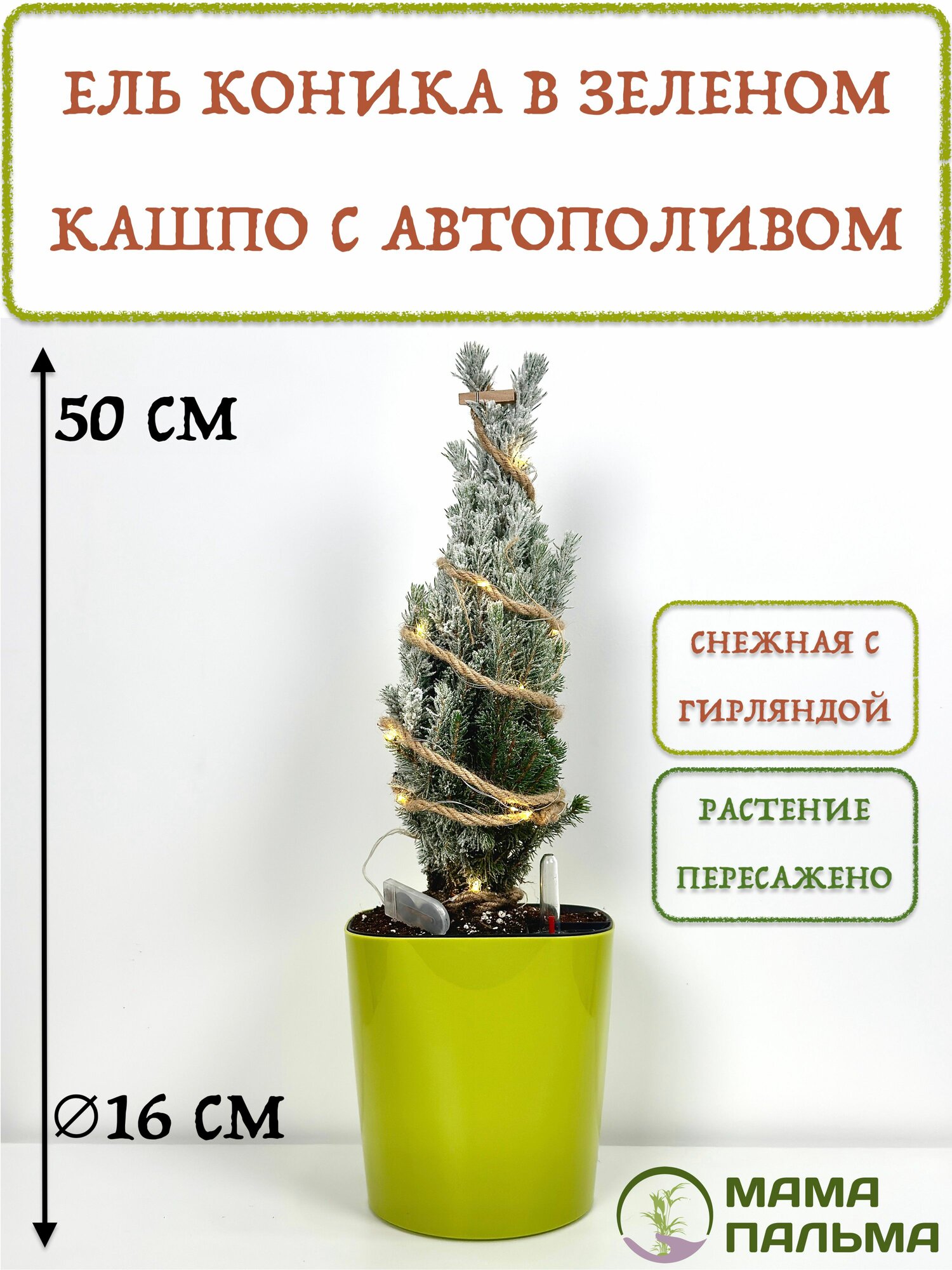 Ель живая Коника снежная с гирляндой в кашпо с автополивом высота 50 см зеленое D16