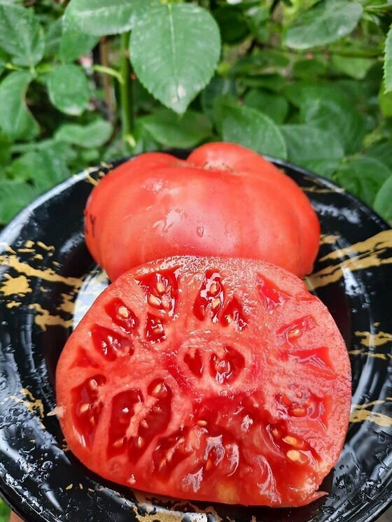 Коллекционные семена томата Хулоури из Аджарии