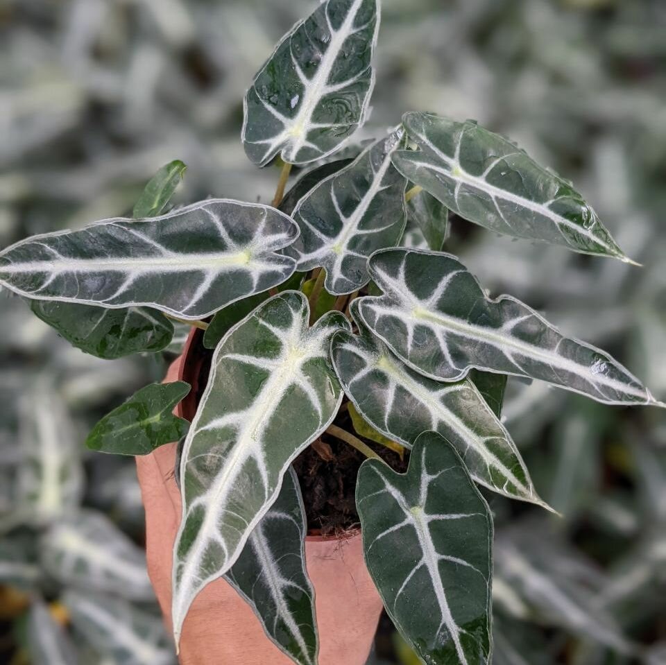 Алоказия Бамбино Эрроу (Alocasia Bambino Arrow) D6см, живое растение