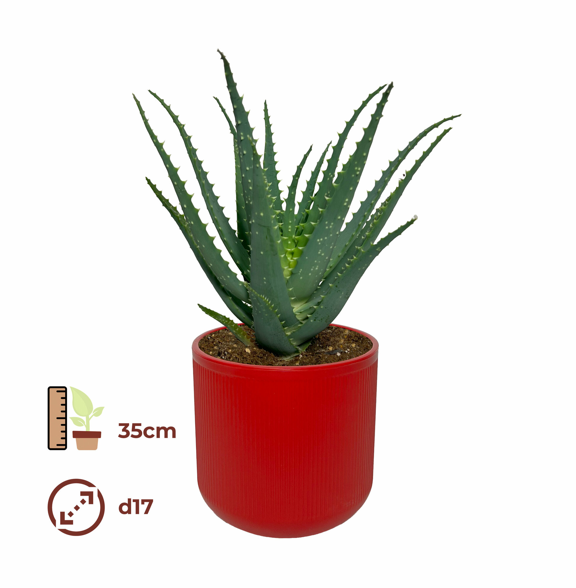 Алоэ 17/35, цвет кашпо красный
