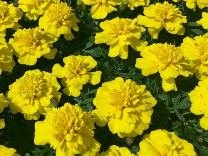 Семена бархатцы отклоненные Bonanza Yellow