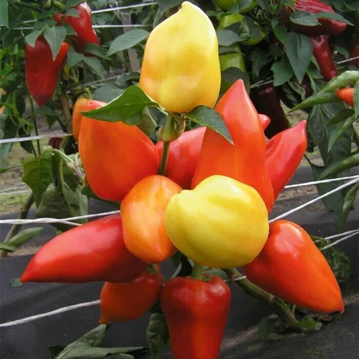 Коллекционные семена перца сладкого Пиковый