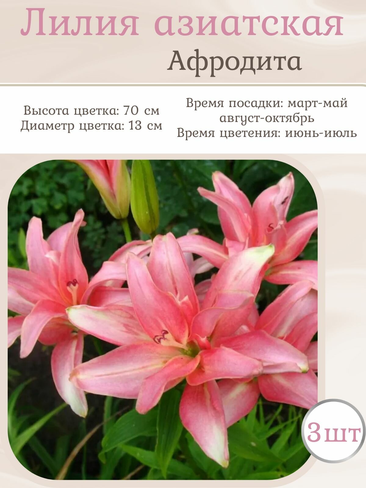 Лилия Азиатская, многолетние цветы, луковицы 3 шт