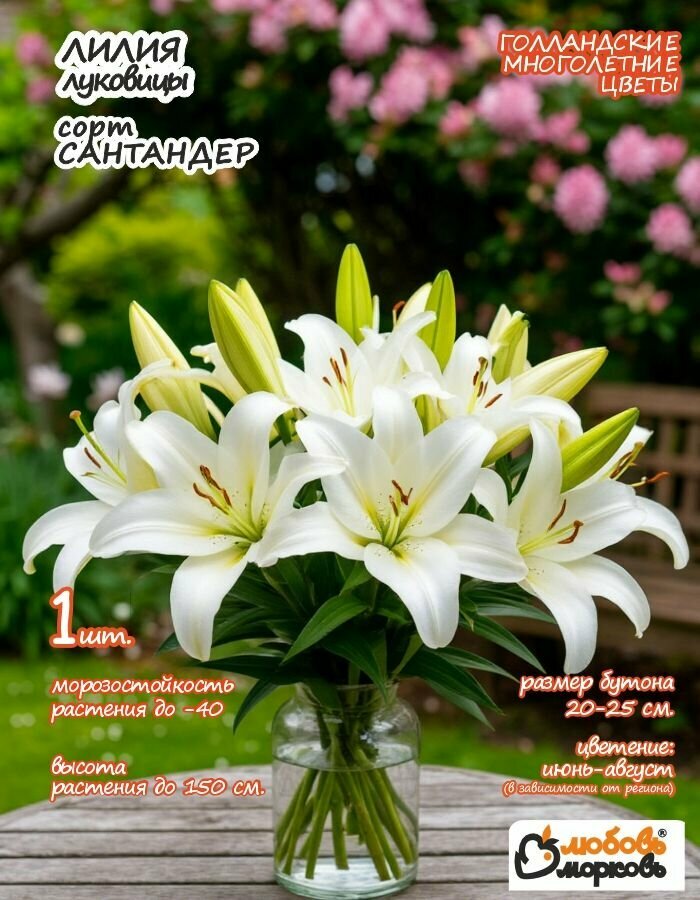 Лилия Сантандер 1 луковица