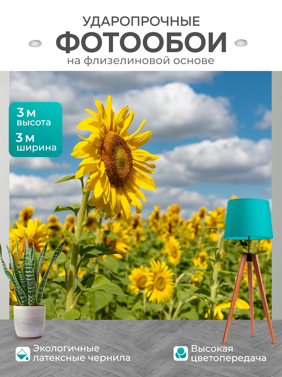 Фотообои моющиеся ударопрочные "Подсолнухи, поле подсолнечника, подсолнечная ферма" 300x300 см. флизелиновые на стену